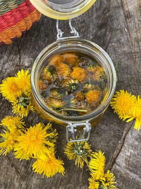 Easy Dandelion Oil Recipe & 10 Ways To Use It
