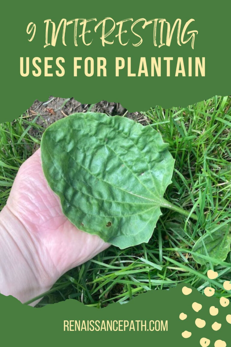 9 Interesting Uses for Plantain